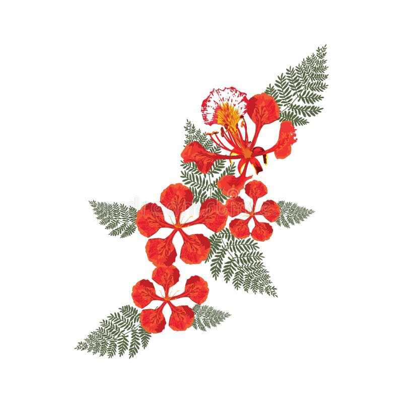Royal Poinciana Flower Vector on White Background. Stock Vector ...