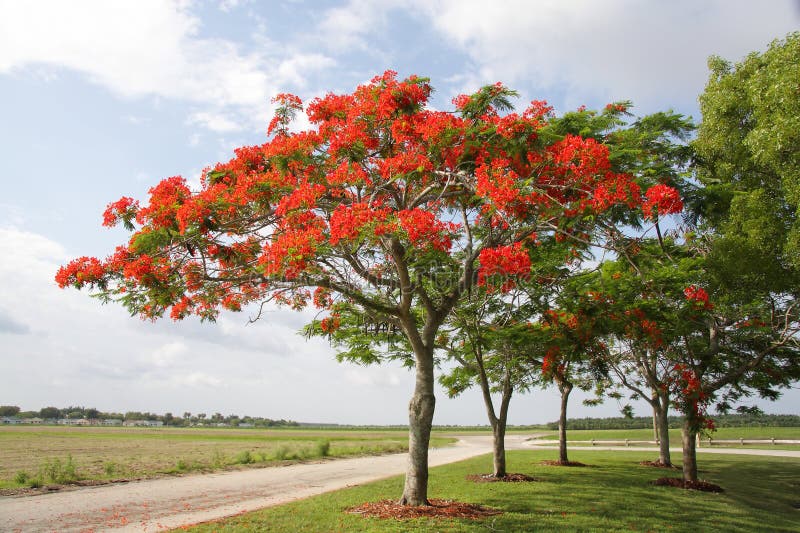 Royal Poinciana Tree with Red Flower Stock Photo - Image of tree, flora ...