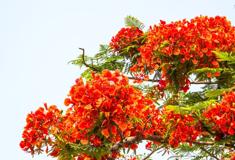 Royal Poinciana Tree with Red Flower Stock Photo - Image of tree, flora ...