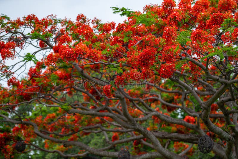 Royal Poinciana Tree Bright Red Colors Stock Image - Image of bokeh ...