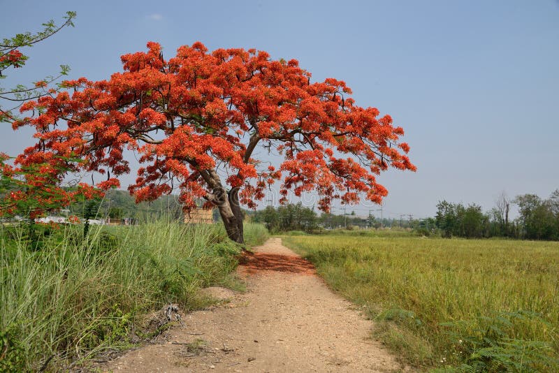 Royal Poinciana Tree. stock image. Image of flora, countryside - 31765993