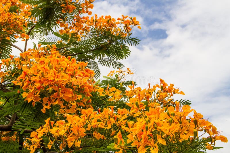 Royal poinciana stock photo. Image of deciduous, nature - 42254922