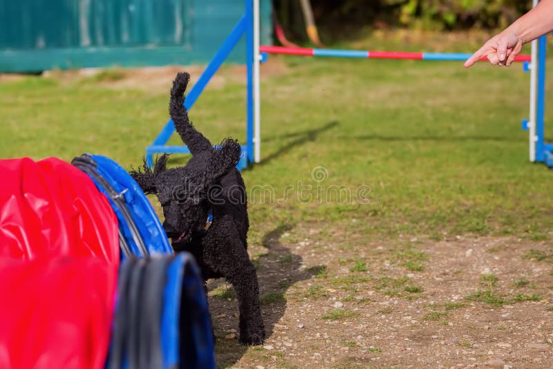 Royal Poodle on an Agility Course Stock Image - Image of sport, agility ...
