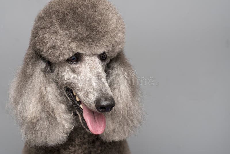 Royal Poodle Dog stock image. Image of animal, looking - 186240043