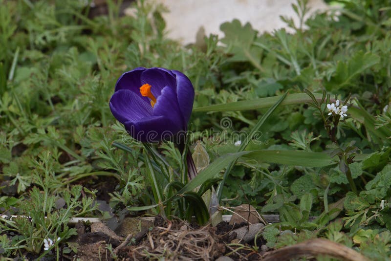Miniature Royal Purple Crocus 01 Stock Image - Image of saffron ...