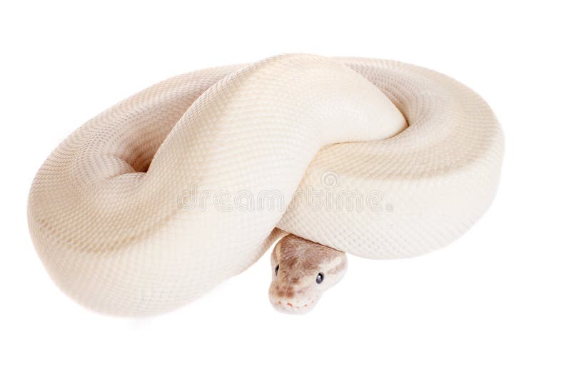Royal Python, or Ball Python on White Stock Photo - Image of dangerous ...