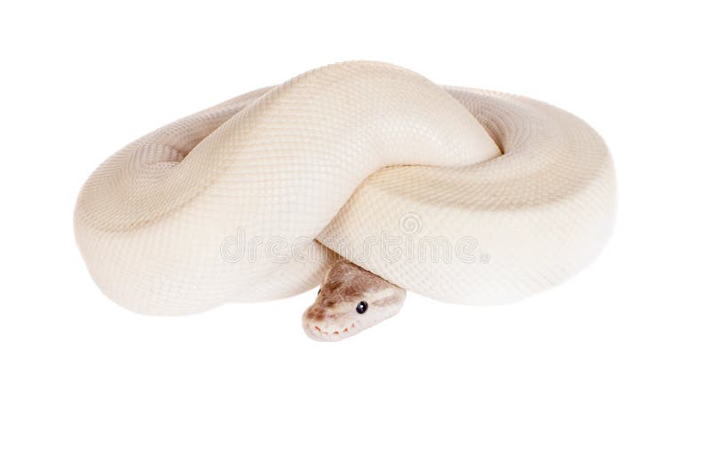 Royal Python, or Ball Python on White Stock Image - Image of coil ...