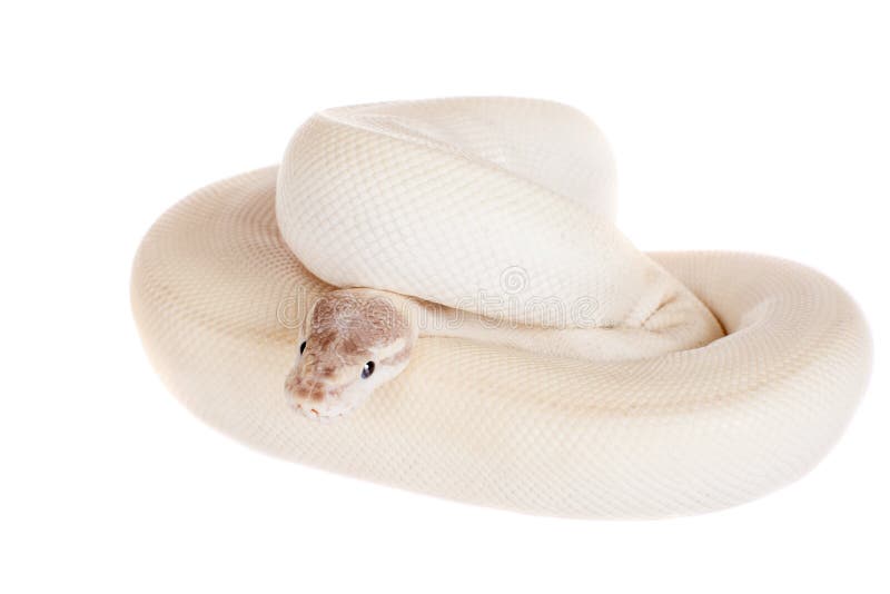 Juvenile Royal Python stock image. Image of regius, type - 34826711