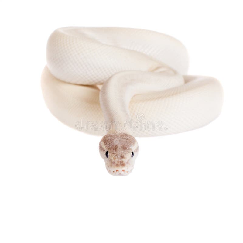 Royal Python, or Ball Python on White Stock Image - Image of reptilia ...