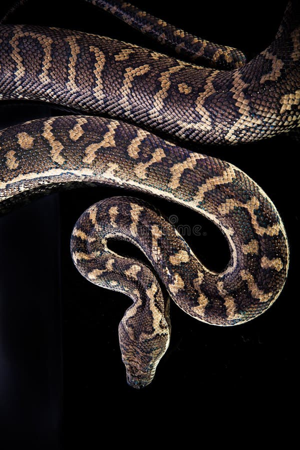 Royal Python Or Ball Python Python Regius Stock Image Image Of Exotic Brown 167208473