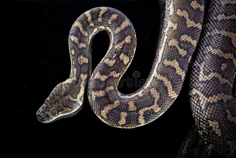 Royal python snake stock photo. Image of eyes, tree - 104131516