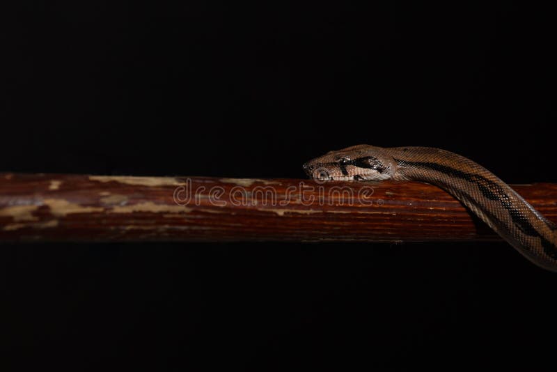 Royal Python, or Ball Python Python Regius, Studio Stock Image - Image ...