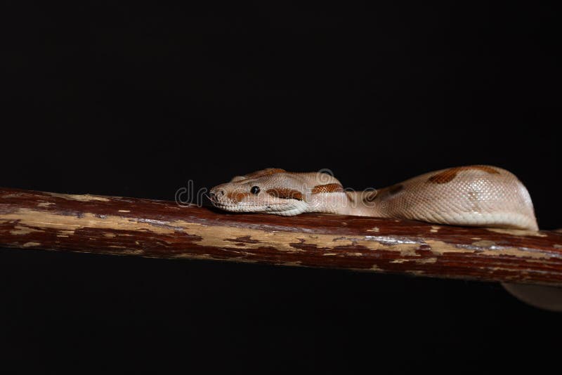 Royal Python, or Ball Python Python Regius, Studio Stock Image - Image ...
