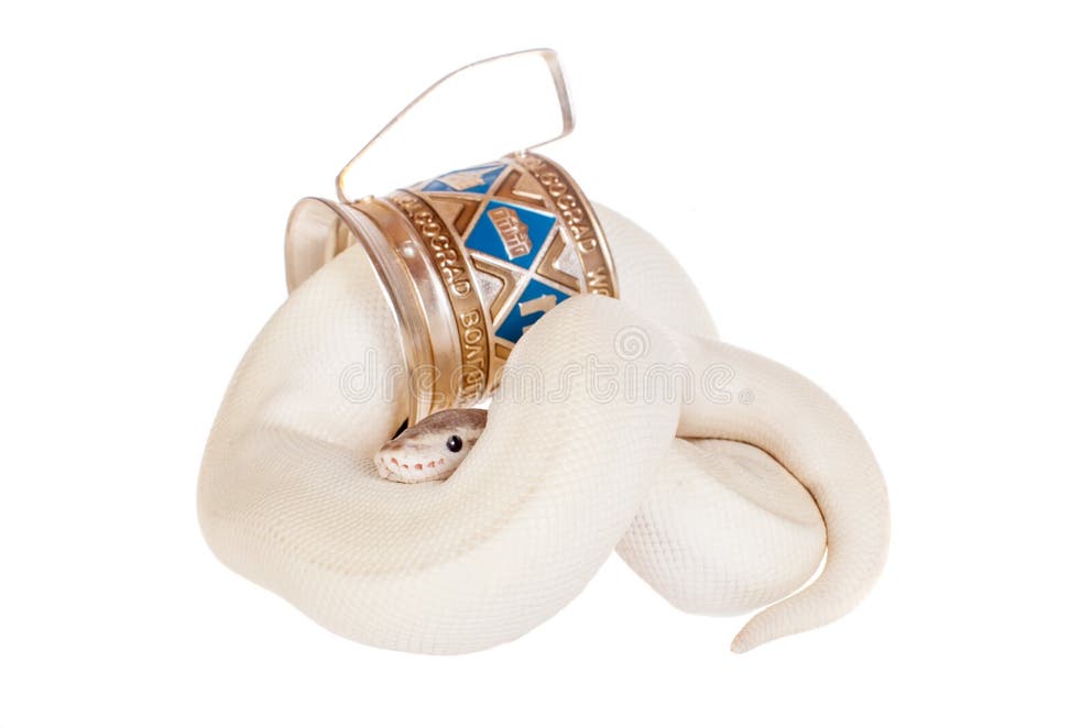 Royal Python, or Ball Python on White Stock Image - Image of exotic ...