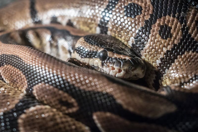 Royal Python stock image. Image of look, close, python - 89281453