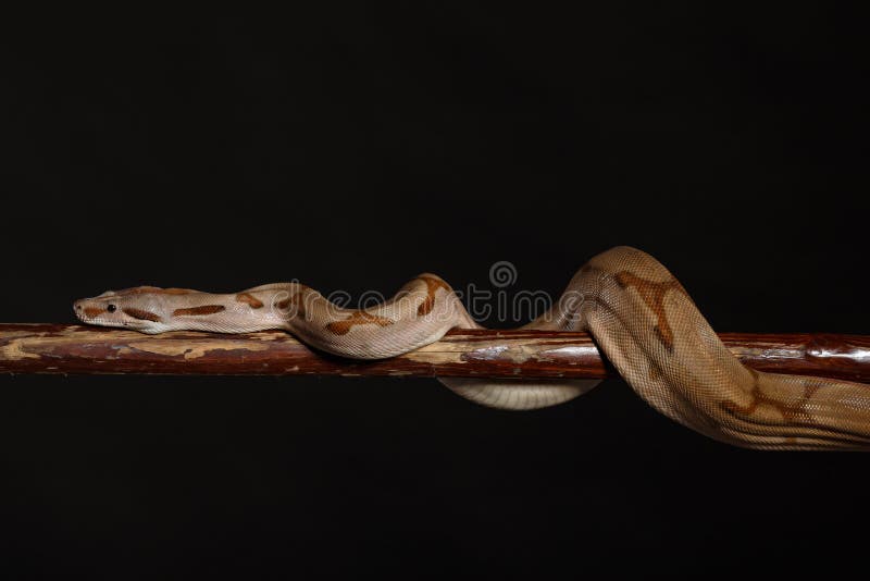 Royal Python, or Ball Python Python Regius, Studio Stock Photo - Image ...