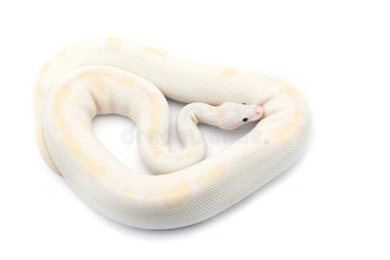 The Royal Python Isolated on White Background Stock Image - Image of ...