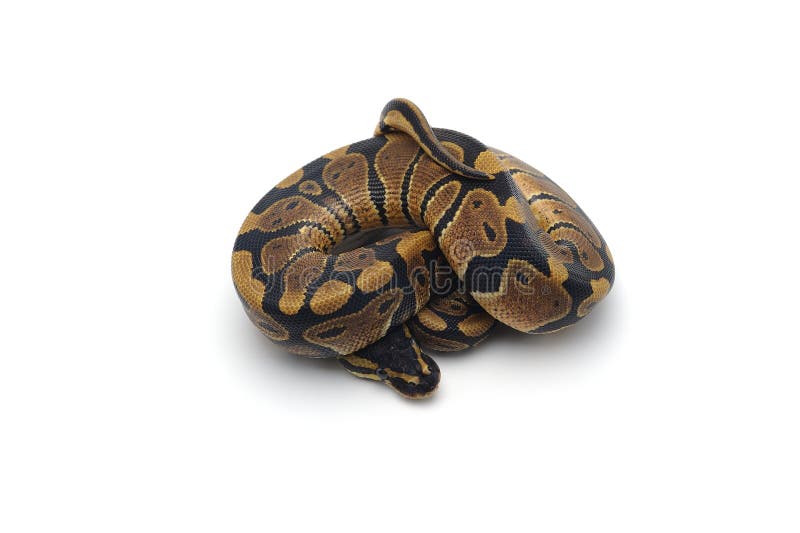 The Royal Python Isolated on White Background Stock Image - Image of ...