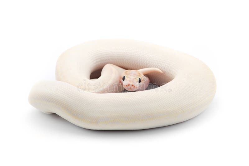 The Royal Python Isolated on White Background Stock Photo - Image of ...