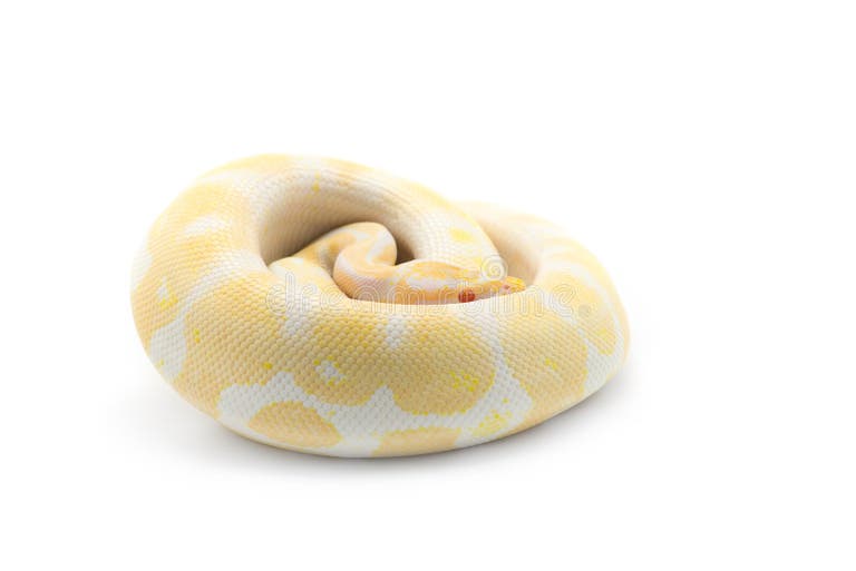 The Royal Python Isolated on White Background Stock Image - Image of ...