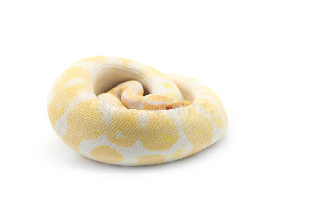 The Royal Python Isolated on White Background Stock Image - Image of ...