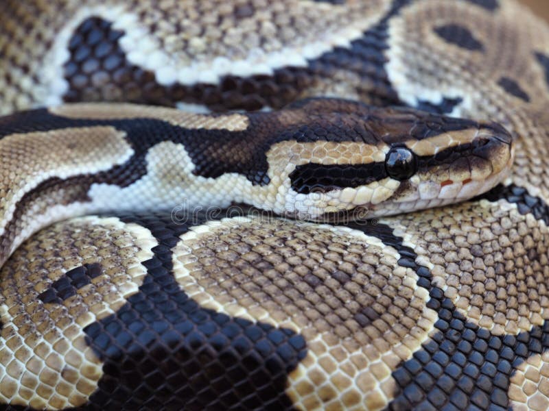 Royal Python Resting Its Head on Its Coiled Body, Showcasing Intricate Scale Pattern Stock Photo ...