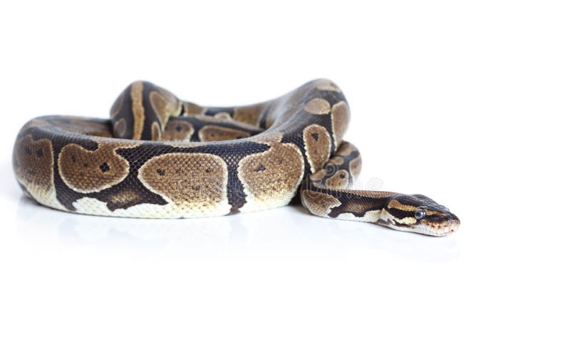 Royal Python snake stock image. Image of wildlife, poisonous - 28314925