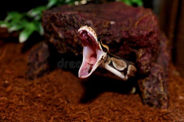 Anaconda Teeth Stock Photos - Free & Royalty-Free Stock Photos from ...