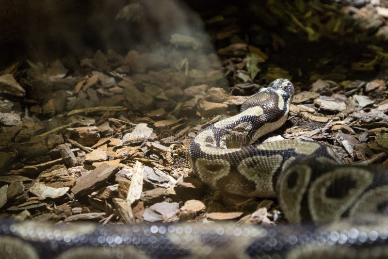 Royal Python Snake Creeping on Jungle Ground. Stock Image - Image of ...