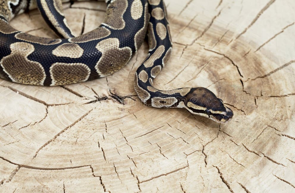 Royal Python Snake on a Stump Stock Photo - Image of closeup, royal ...