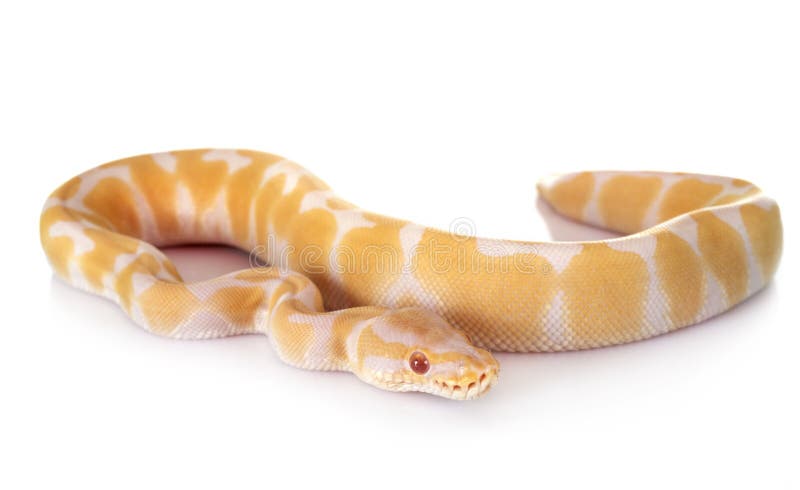 Python Royal Albinos Stock Photos - Free & Royalty-Free Stock Photos ...