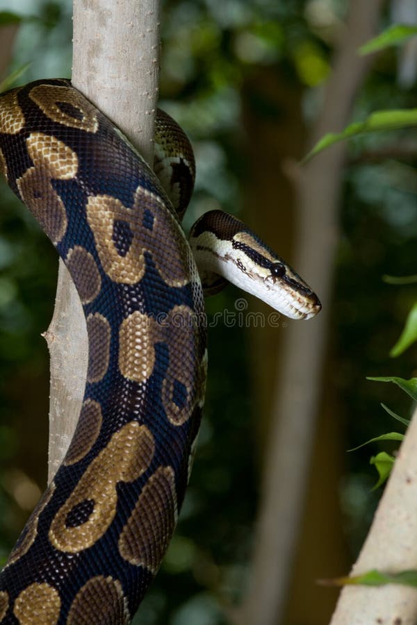 Royal Python stock photo. Image of surface, animals, python - 38219798