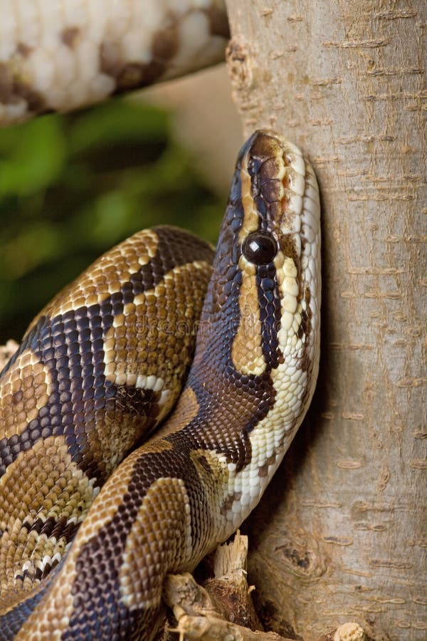 Royal python up stock image. Image of python, eyes, wild - 38220005