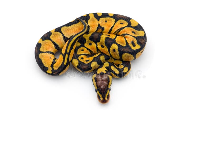 The Royal Python Isolated on White Background Stock Image - Image of ...