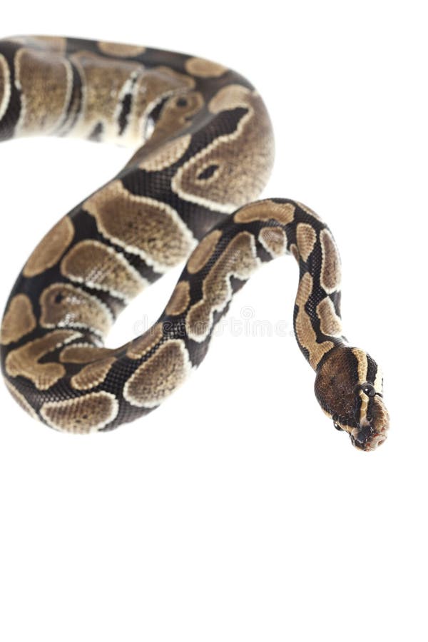 Royal Python with skull stock image. Image of wildlife - 29252889