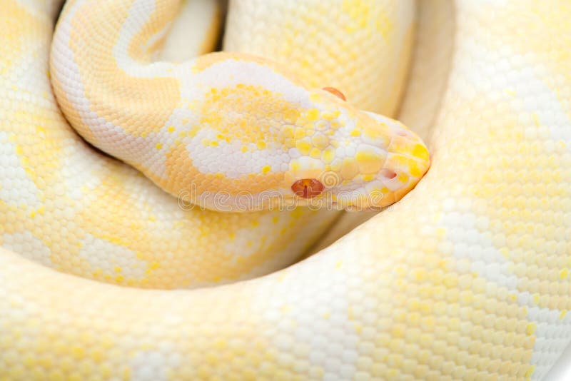 The Royal Python on White Background Stock Image - Image of looking ...