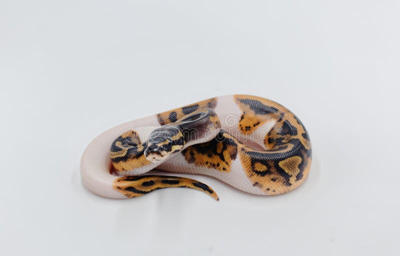 Swirled Royal Python Stock Photos - Free & Royalty-Free Stock Photos ...