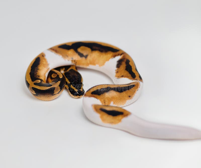 Swirled Royal Python Stock Photos - Free & Royalty-Free Stock Photos ...