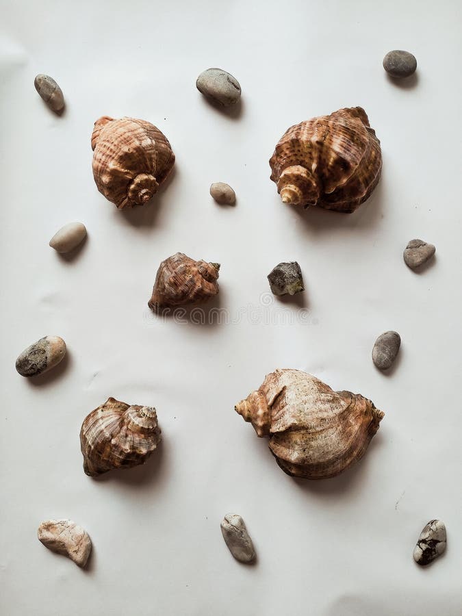 Royal Rapan Shells and Sea Stones on a White Surface in an Abstract ...