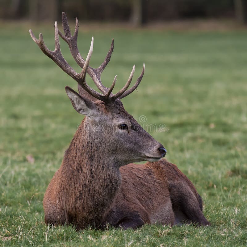 Red deer stag stock image. Image of park, elaphus, nature - 101611227