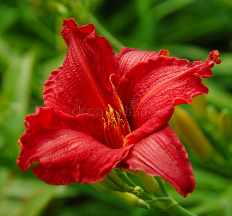 Royal red lily stock photo. Image of grow, nature, fields - 23918034