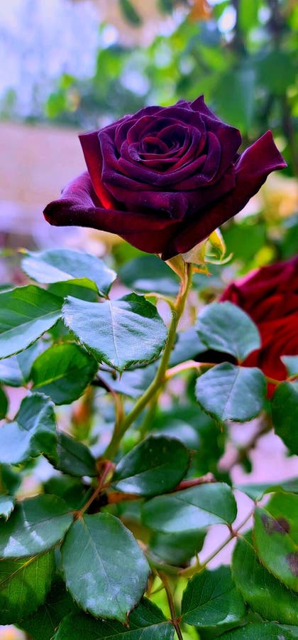 Royal red rose stock photo. Image of royal, petal, pink - 214103220