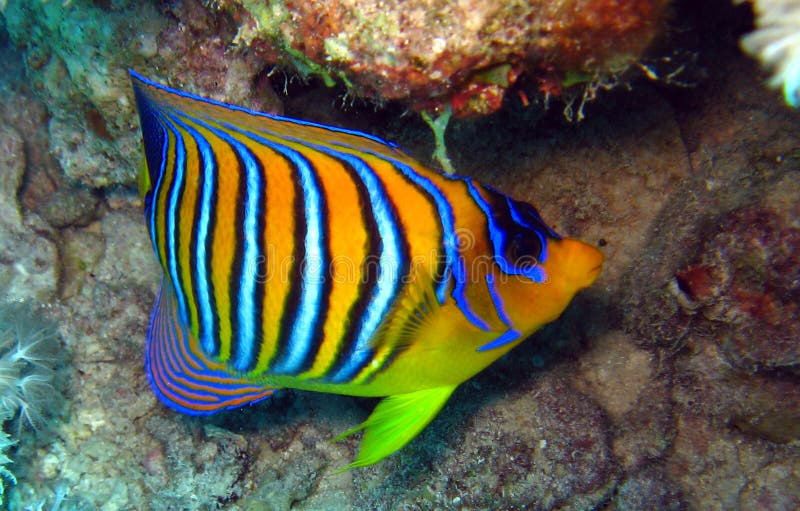 Baby emperor angel fish stock image. Image of fauna, angel - 16275585