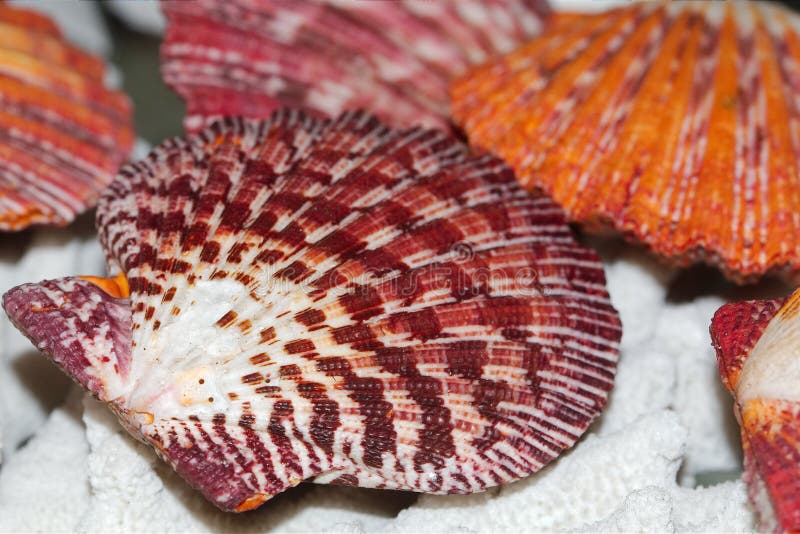 Royal scallop shell stock image. Image of pink, seashells - 27124871