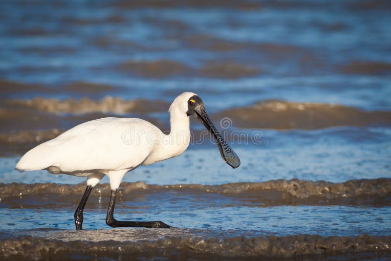 White Spoonbill Eating Fish and Drinking Water Stock Photo - Image of ...