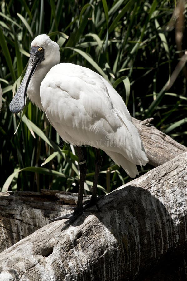 The Royal Spoonbill is Perched on a Log Stock Image - Image of birds ...
