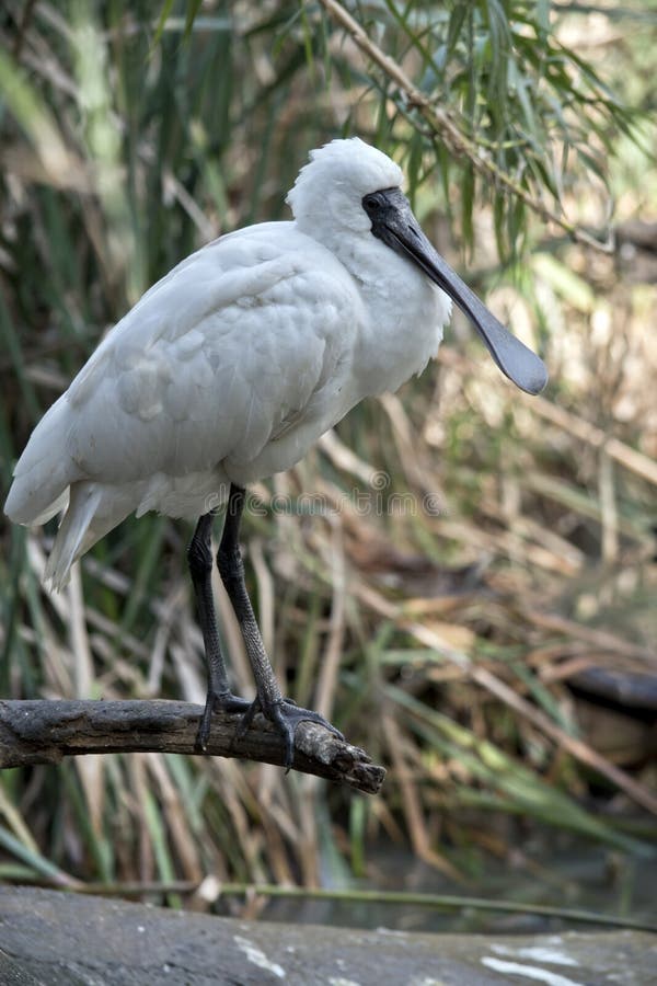 A royal spoonbill stock image. Image of bird, white - 119324223
