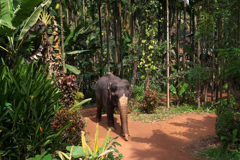 Royal Spotted Elephant Follows the Path in the Jungle Stock Photo ...