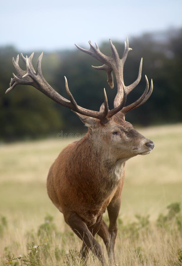 Royal stag stock image. Image of depasture, deer, fall - 12964865