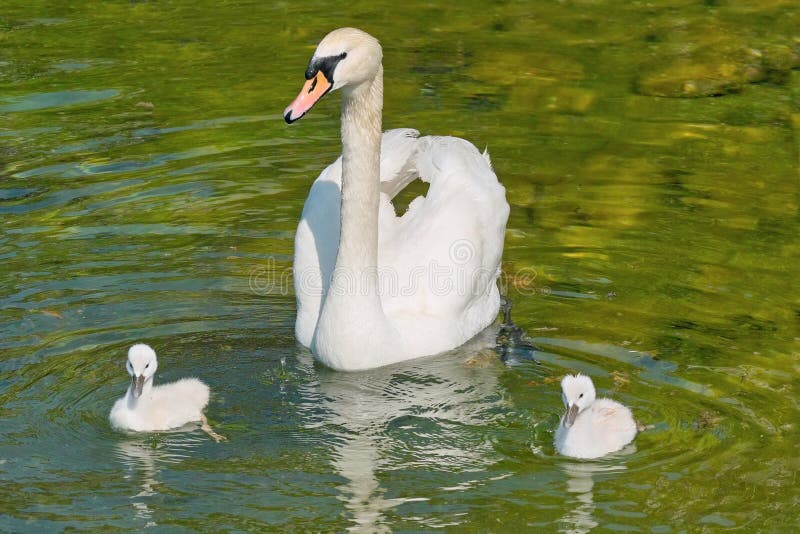 Royal swan with small stock photo. Image of anatidae - 25589280